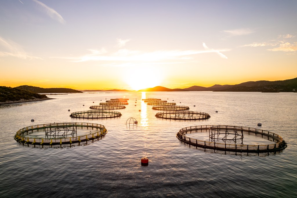 How ASC's Farm Standard is reshaping sustainable aquaculture